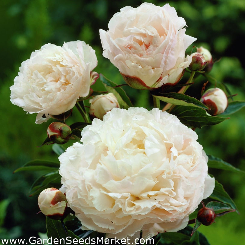 Paeonia, Peony Shirley Temple - large package! - 10 pcs – Garden Seeds ...