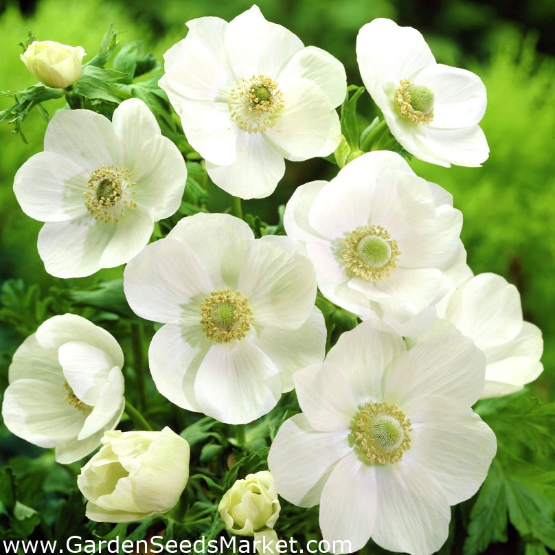 Anemone The Bride - Pacote XXL - 80 unidades – Garden Seeds Market ...