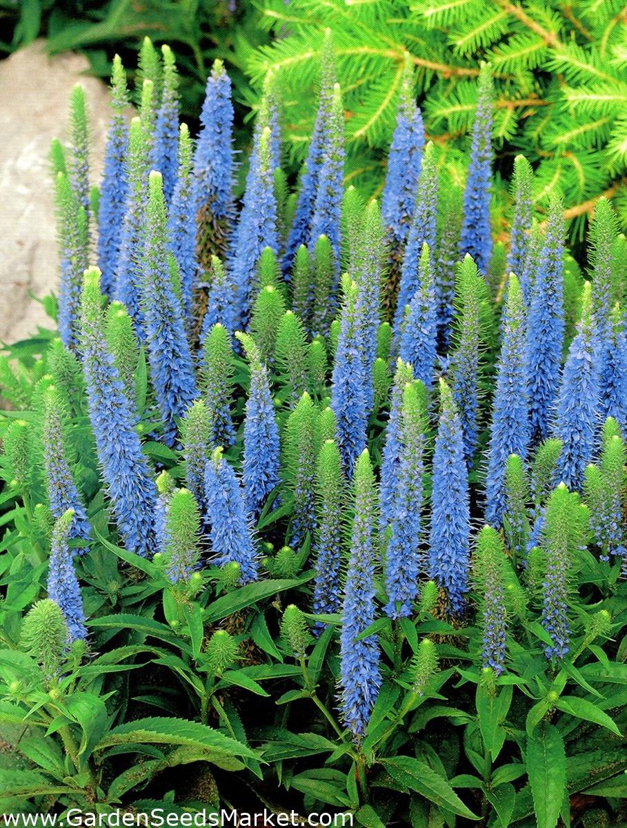 Veronica, Speedwell Ljusblå - stort paket! - 10 st - – Garden Seeds ...