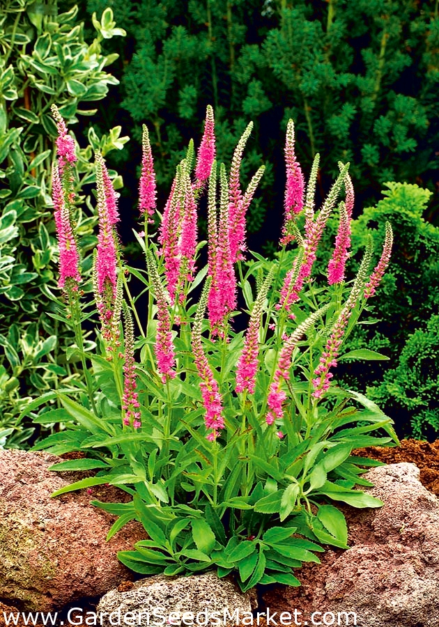 Veronica Rose, Veronique - gros paquet ! - 10 pieces – Garden Seeds ...