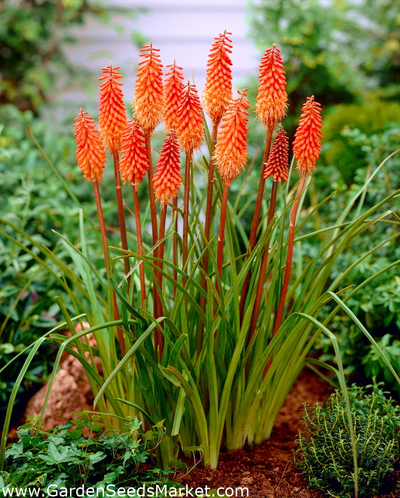 Kniphofia, Red Hot Poker, Tritoma Orange - XL paket - 50 kos - – Garden ...