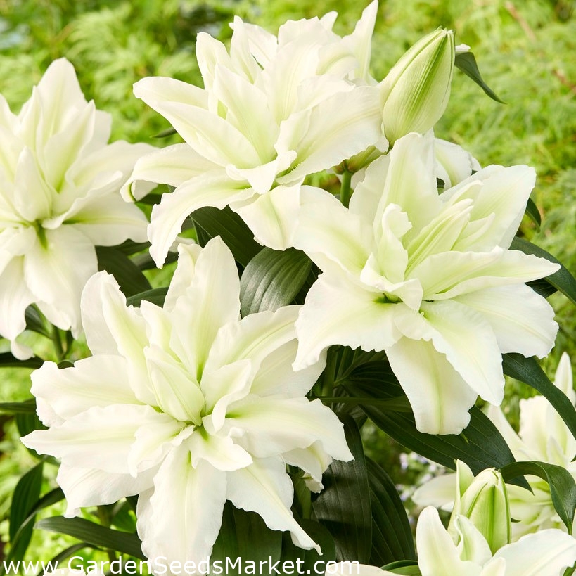 Double oriental lily 'Roselily Aisha' - beautiful fragrance! - XL pack - 50 pcs – Garden Seeds ...