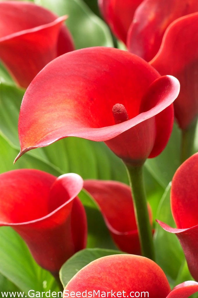 Arum 'Alerte Rouge'; calla, calla lily - gros paquet! - 10 pieces ...