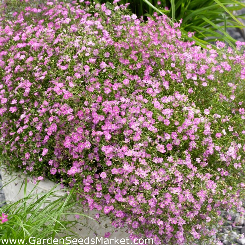 Gypsophile à fleurs roses - Gypsophile - ensemble de racines - pack XL ...