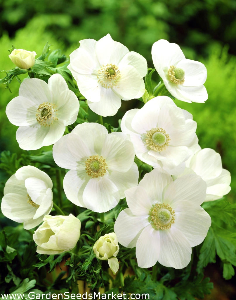 Anemone The Bride - Pacote XXL - 80 unidades – Garden Seeds Market ...