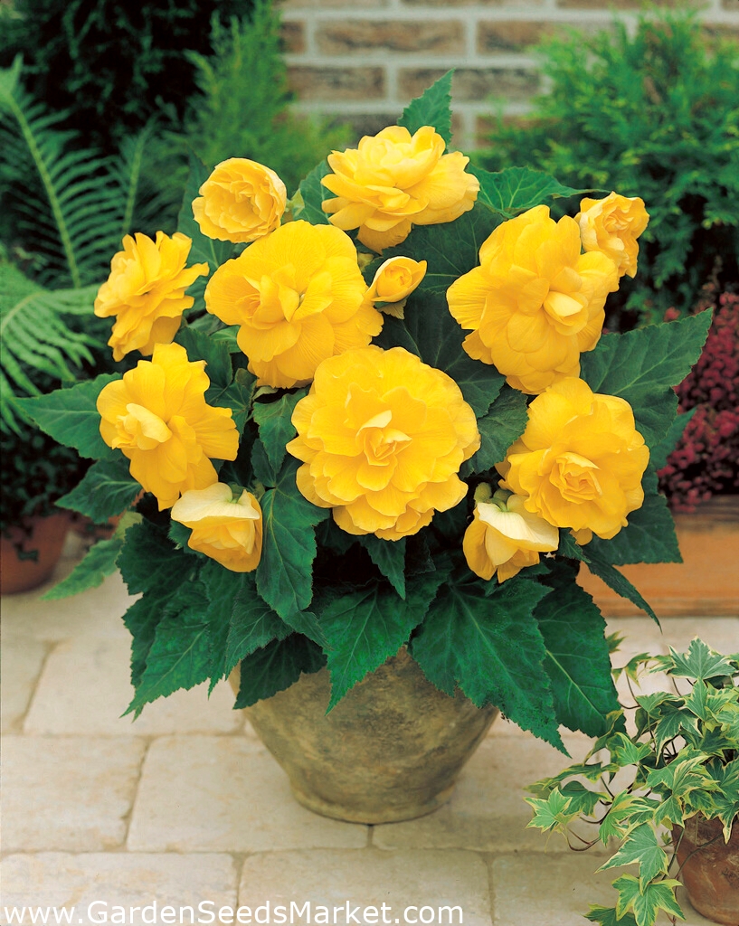 Double begonia - yellow - large package! - 20 pcs – Garden Seeds Market ...