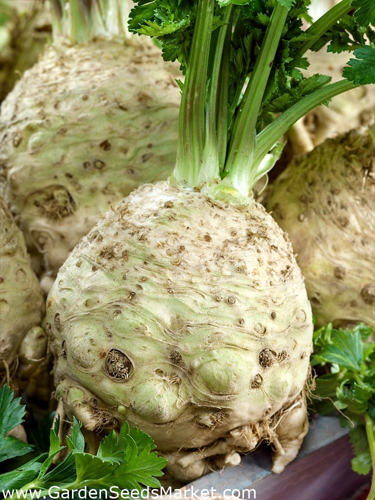 Zeler, koreňový zeler "Maxim" - neskorá odroda - 2600 semien - Apium ...