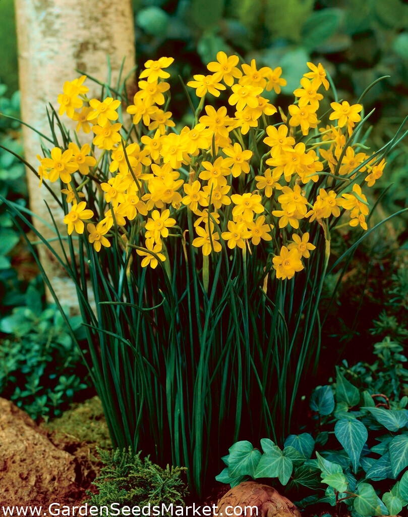 Narcissus Baby Moon - Daffodil Baby Moon - 5 củ – Garden Seeds Market ...