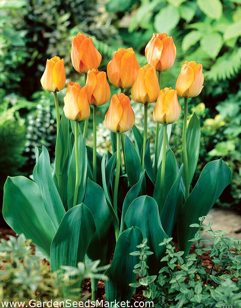Tulip 'Daydream' - pacote grande - 50 unidades - – Garden Seeds Market ...