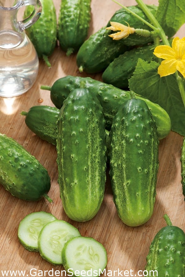 Agurkas „Ibis“ F1 - ankstyva lauko veislė, toleruojanti žemesnę ...