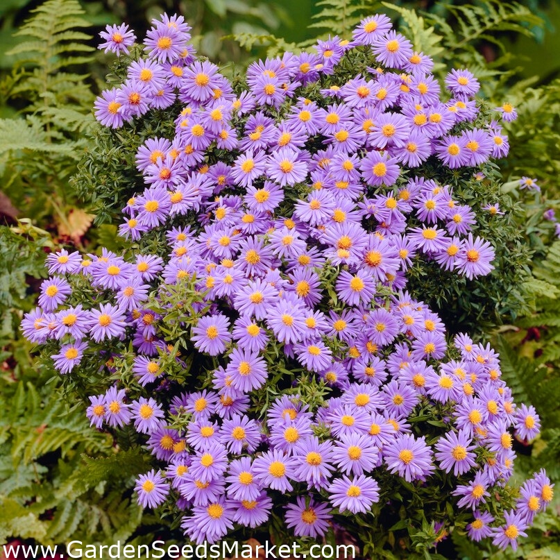 Prof. Anton Kippenberg bushy aster - large package! - 10 pcs – Garden ...