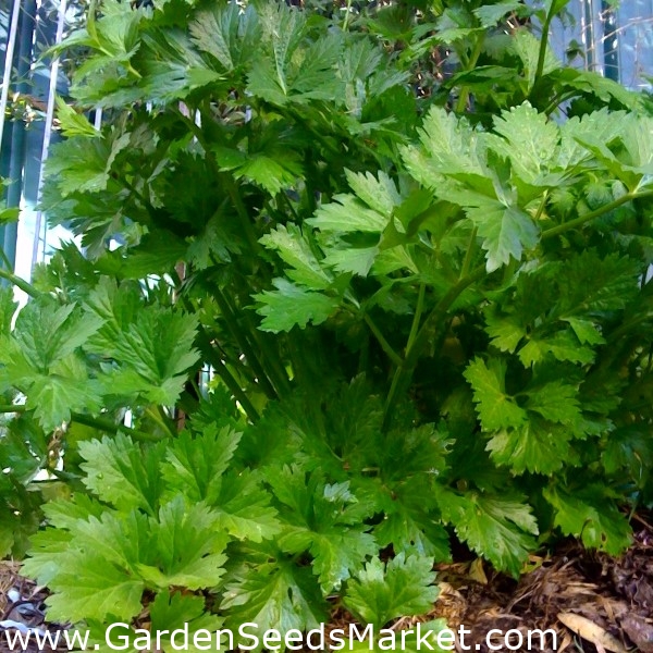 "Ordinary Cut" selleri - – Garden Seeds Market | Gratis frakt