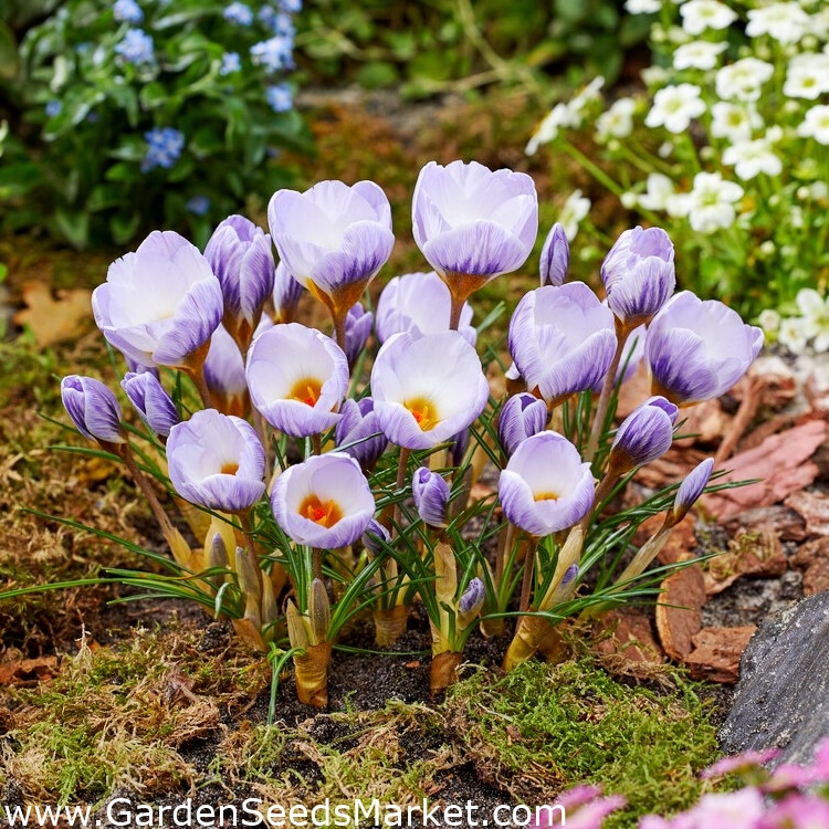 Blue Marlin krokus - XXL pakke 100 stk. – Garden Seeds Market | Gratis ...