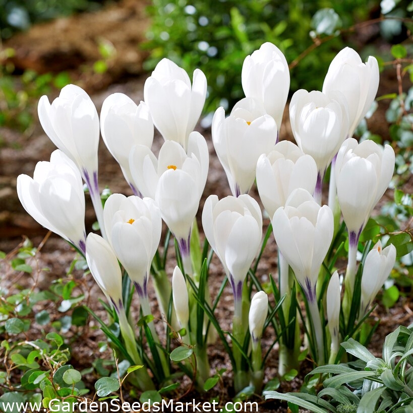 Ice Queen crocus - 10 pcs – Garden Seeds Market | Free shipping