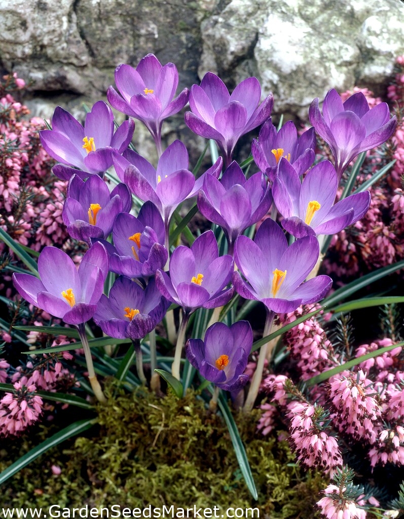 Purple crocus - XXL pack 100 pcs – Garden Seeds Market | Free shipping