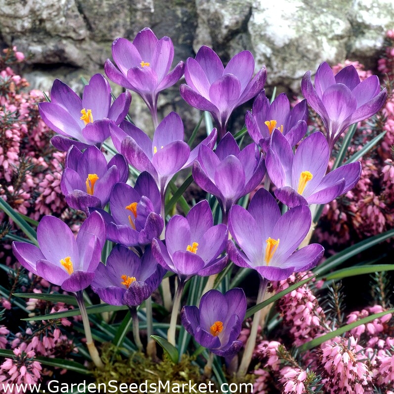 Lila Krokus - 10 Stk - – Garden Seeds Market | Kostenloser Versand