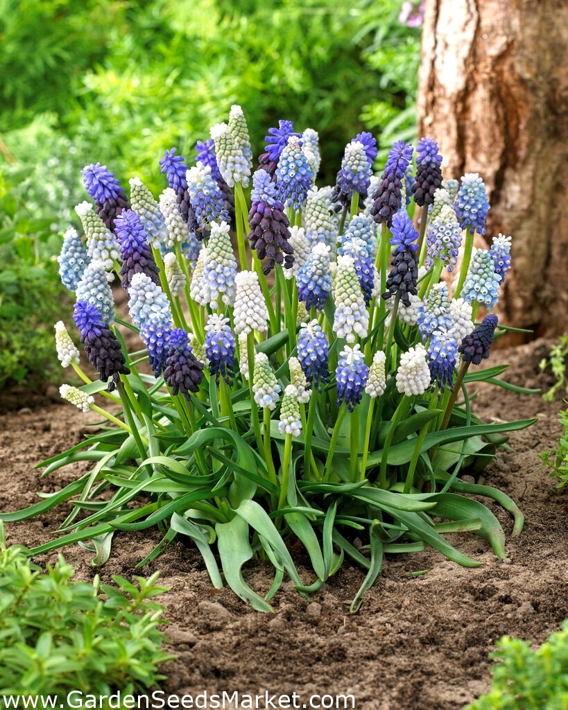 Grape hyacinth selection - Muscari Mix - 10 pcs – Garden Seeds Market | Free shipping