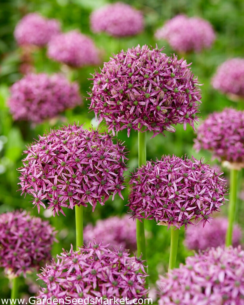 Okrasná cibule – Garden Seeds Market | Doprava zdarma