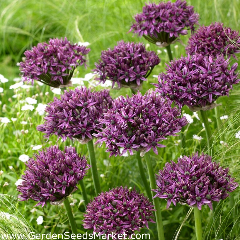 Ukrasni luk Mercurius - XL pakiranje - 50 kom - – Garden Seeds Market ...