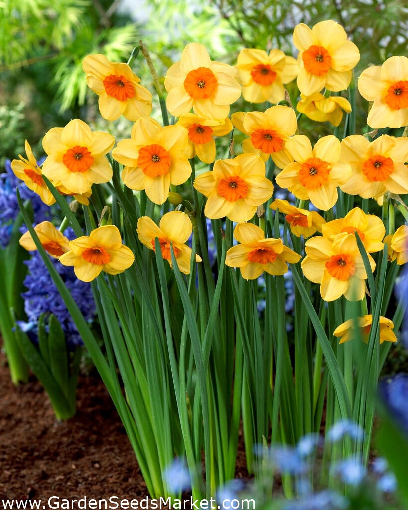 Kedron narcizas - XL pakuotė - 50 vnt - – Garden Seeds Market ...