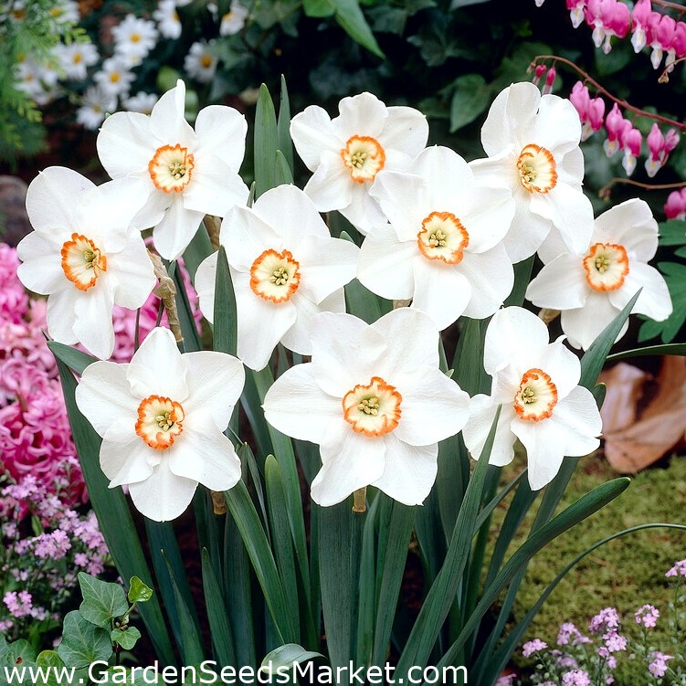 Narciso branco de Tommy - 5 peças – Garden Seeds Market | Frete grátis