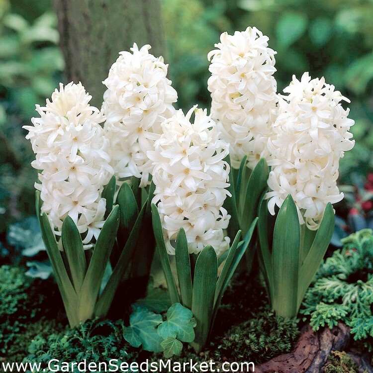 Jacinthe perlee blanche - pack XL 30 pcs – Garden Seeds Market ...