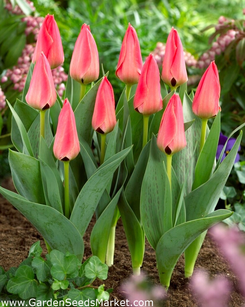 Tulipe Adele Duttweiler - 5 pieces – Garden Seeds Market | Livraison ...