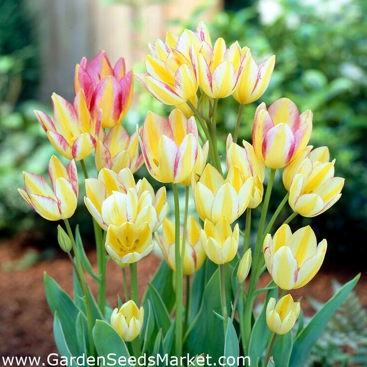 Antoinette tulp - 5 stuks - – Garden Seeds Market | Gratis verzending