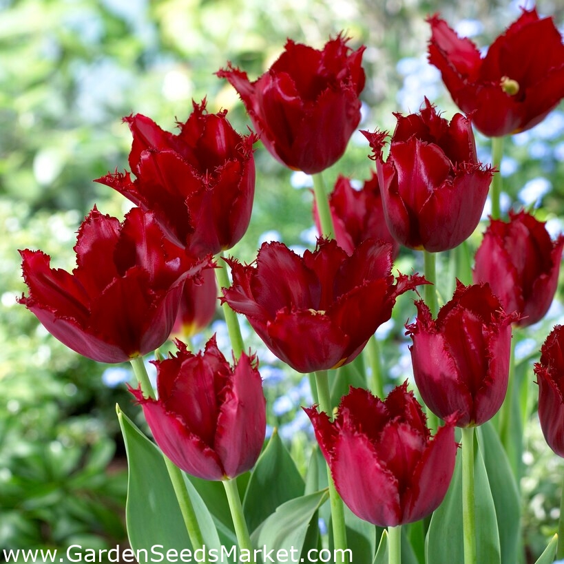 Pacific Pearl Tulpe - 5 Stk - – Garden Seeds Market | Kostenloser Versand