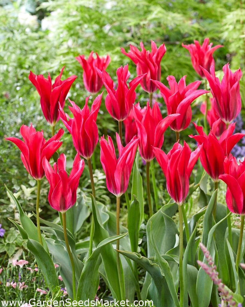 Doll's Minuet tulipan - XL pakiranje - 50 kom – Garden Seeds Market ...