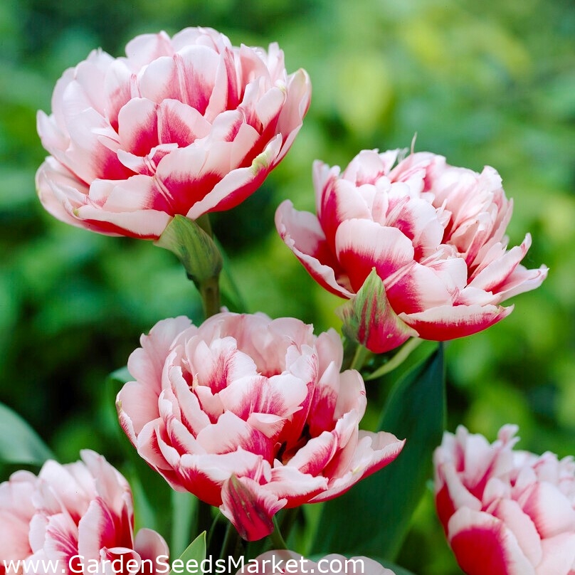Gerbrand Kieft tulipan - XL pakiranje - 50 kom - – Garden Seeds Market ...