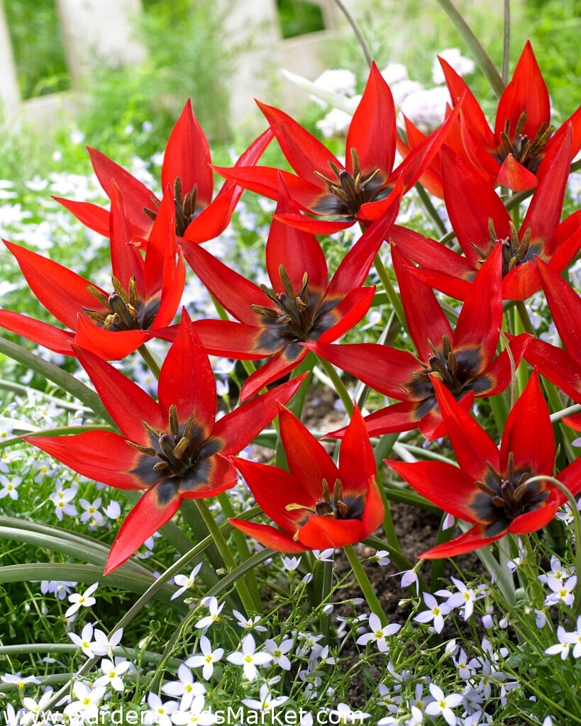 Tulipe Lizzy - pack XL - 50 pcs - – Garden Seeds Market | Livraison ...