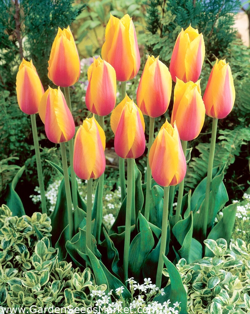 Long Lady tulip - XL pack - 50 pcs – Garden Seeds Market | Free shipping