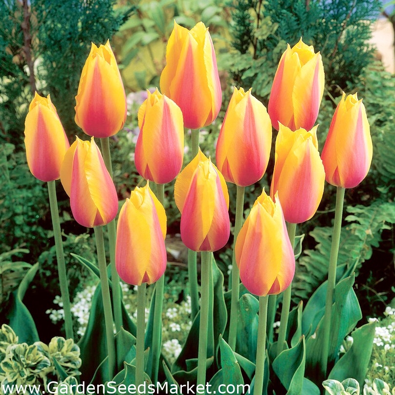 Long Lady tulip - XL pack - 50 pcs – Garden Seeds Market | Free shipping