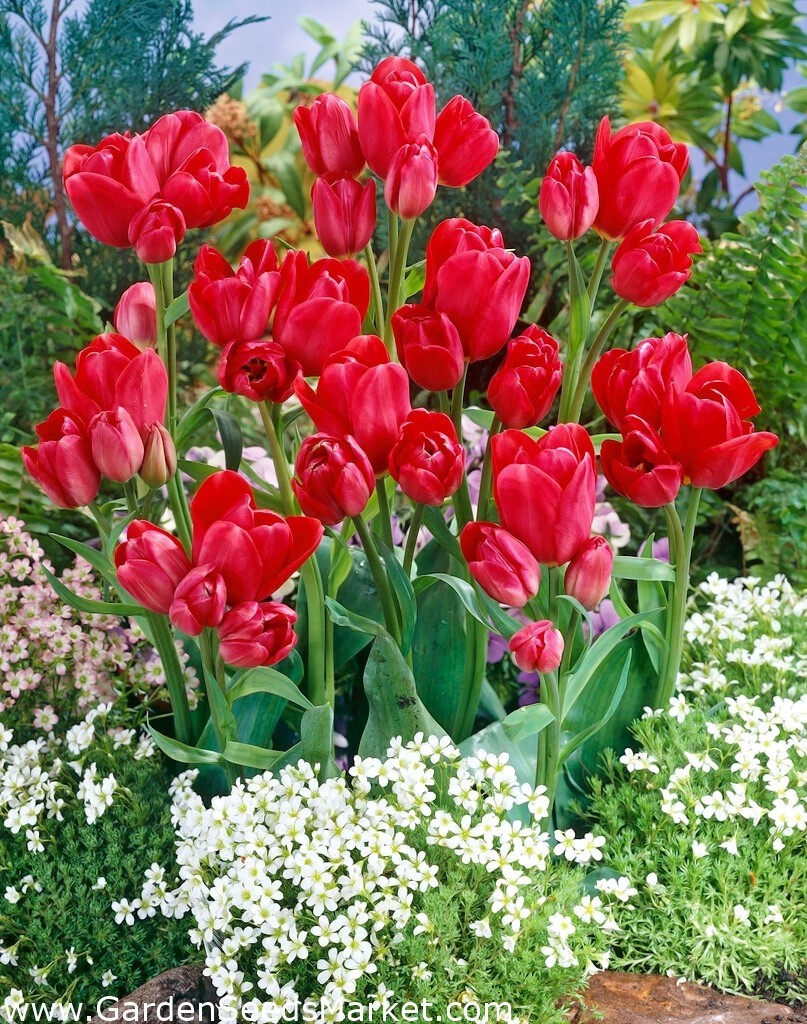 Merry Go Round tulip - 5 pcs – Garden Seeds Market | Free shipping