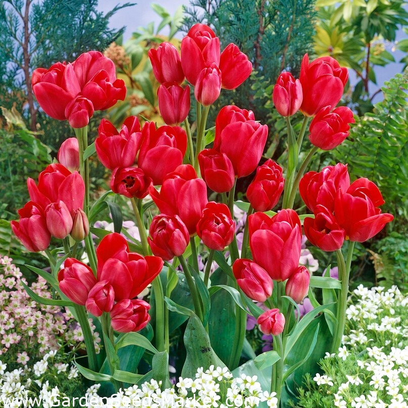 Merry Go Round tulip - XL pack - 50 pcs – Garden Seeds Market | Free ...