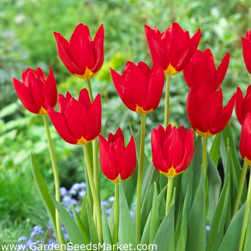 Lalea Wisley - pachet XL - 50 buc - – Garden Seeds Market | Transport ...