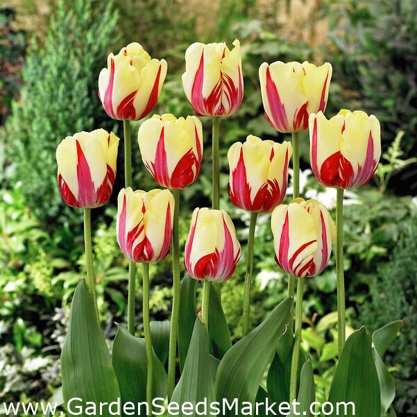 World Expression tulipan - XL pakiranje - 50 kom - – Garden Seeds ...