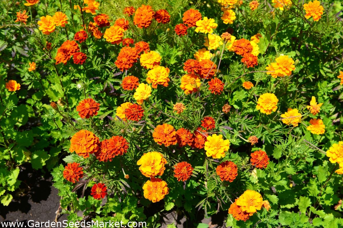 Френски невен - Tagetes patula - сортов микс - подходящ за след реколта ...
