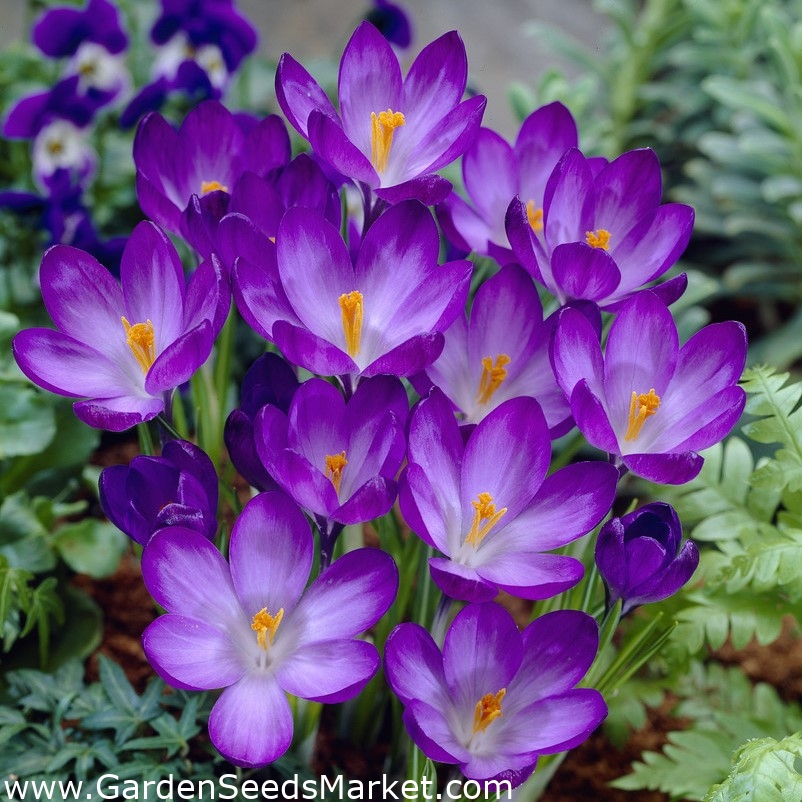 Crocus Ruby Giant - groot pakket! - 200 stuks - – Garden Seeds Market | Gratis verzending