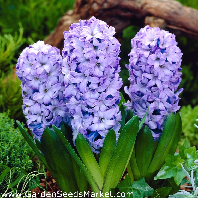 Almindelig hyacint Delft Blå - XXL pakke 150 stk.; havehyacint ...