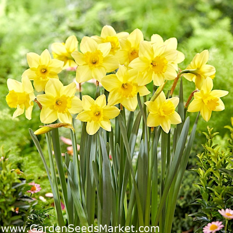 Barenwyn narcizas - XXXL pakuotė 250 vnt - – Garden Seeds Market ...