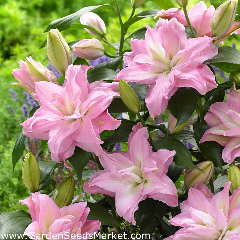 Roselily Editha Oriental lily - fragrant, double-flowered - XL pack ...