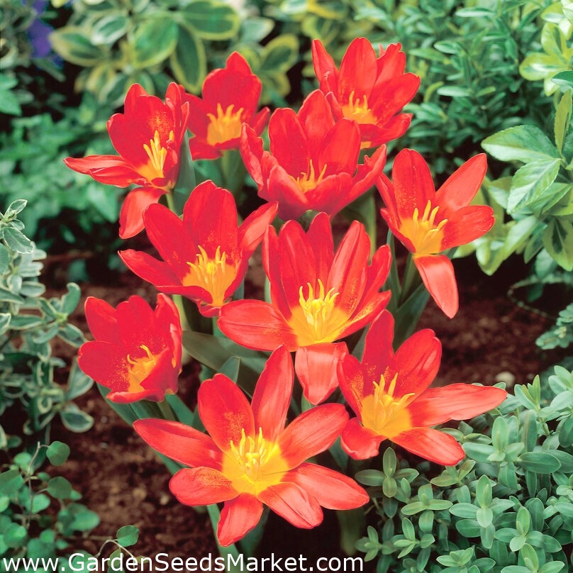 Scarlet Baby tulip - XL pakiranje - 50 kom – Garden Seeds Market ...