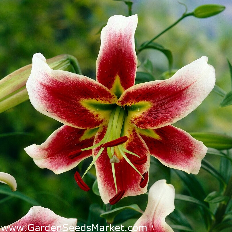 Leslie Woodriff medžio lelija - XL pakuotė - 50 vnt - – Garden Seeds ...