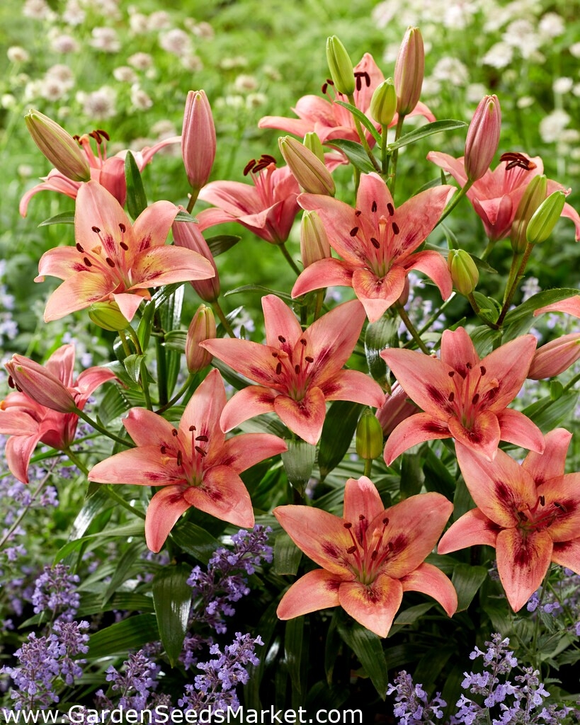 Tinilco lilija – Garden Seeds Market | Brezplačna dostava