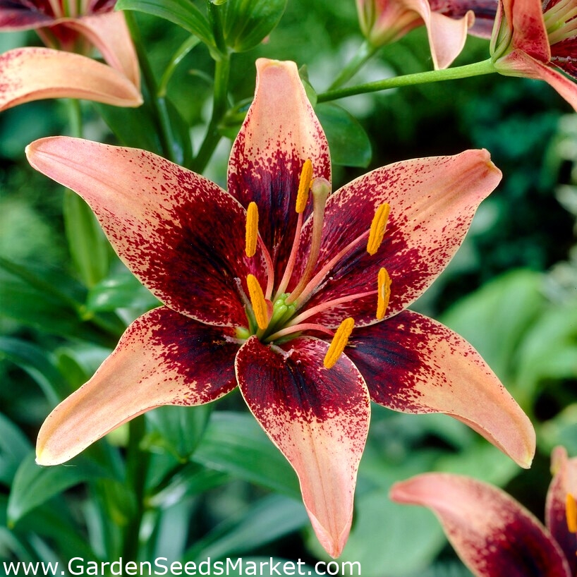 Whistler asiatisk lilje – Garden Seeds Market | Gratis fragt