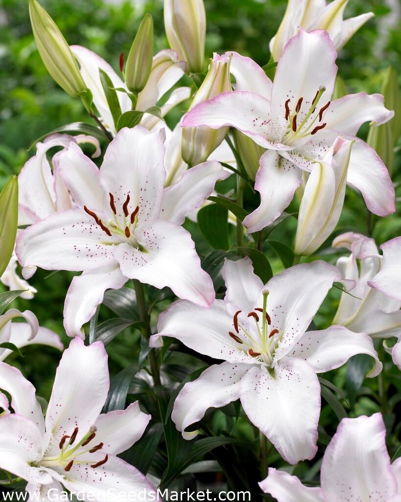 Fragrant oriental lily 'Brasilia' - large package! - 10 pcs – Garden ...