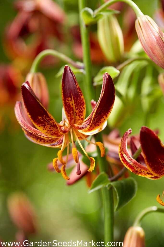 Arabian Knight martagon lily; Turk's cap lily – Garden Seeds Market ...