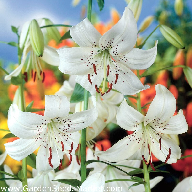 White Twinkle tiger lily - XL pakuotė - 50 vnt - – Garden Seeds Market ...